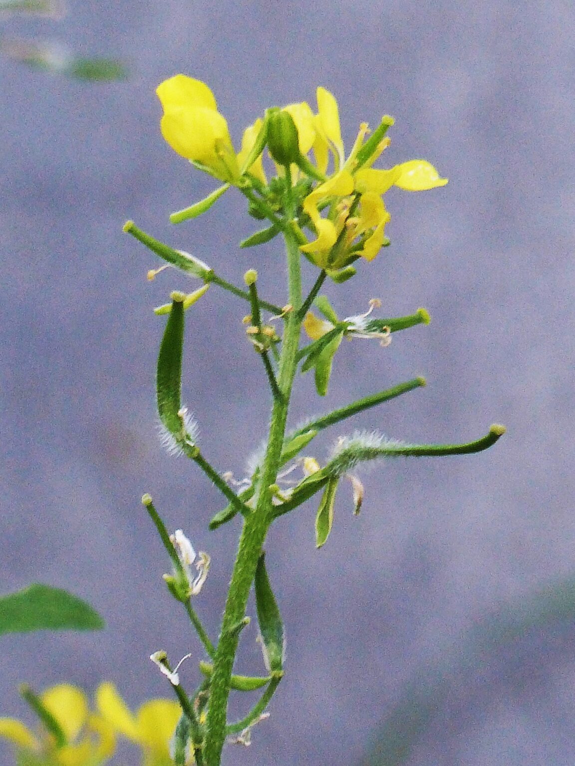 Een gele kruisbloemige – Stadsplanten: urbane flora van Nederland
