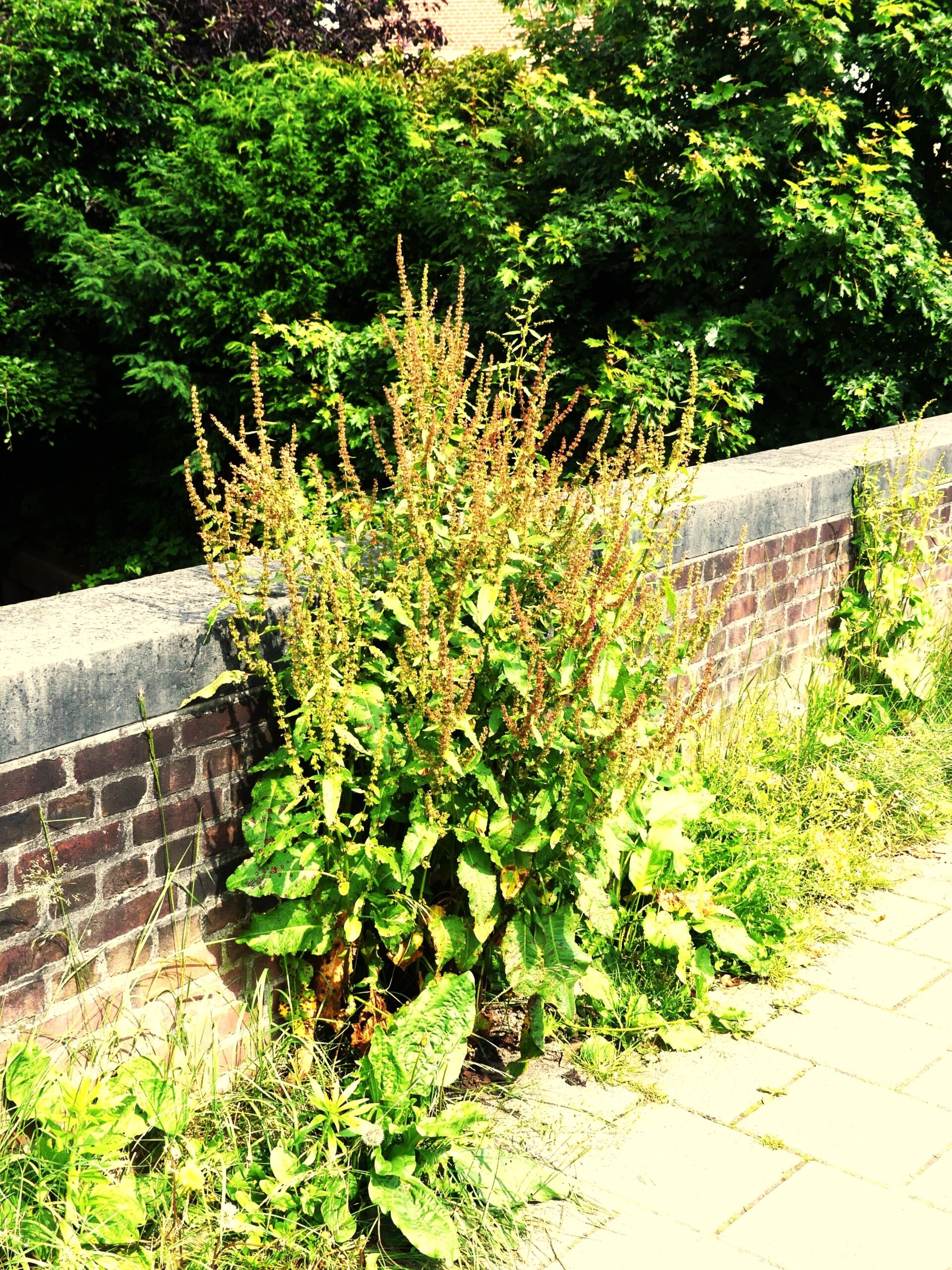 Een zure ridder – Stadsplanten: urbane flora van Nederland