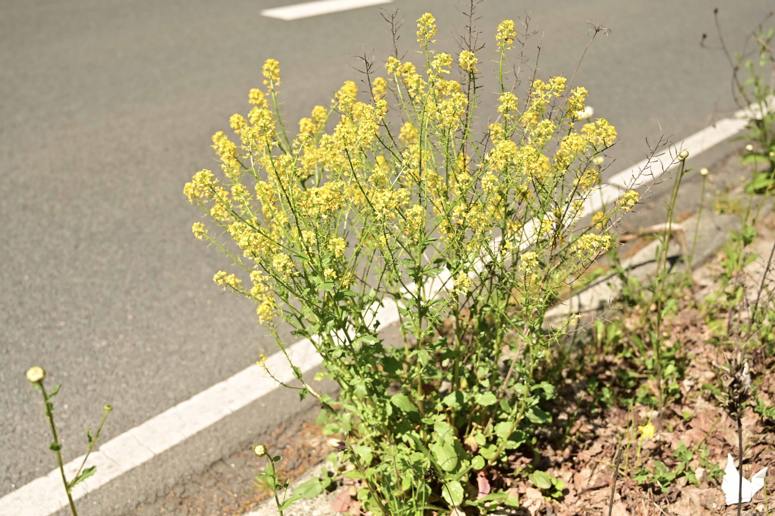 Barbarakruid – goed tegen scheurbuik - Stadsplanten