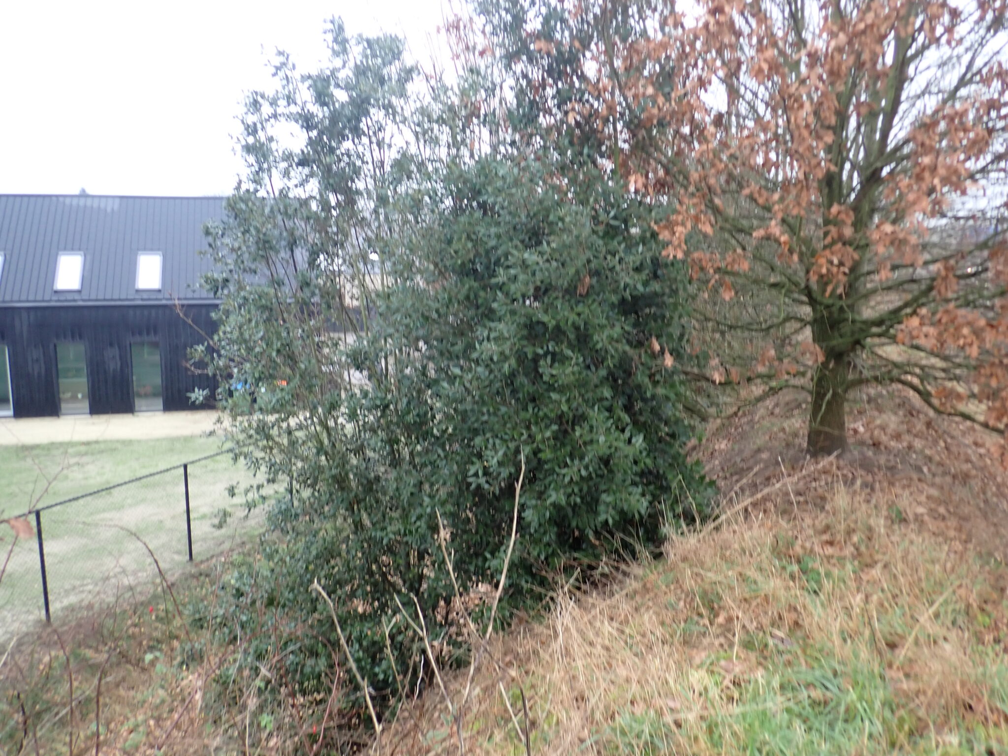 Struikelen over steeneik – Stadsplanten: urbane flora van Nederland